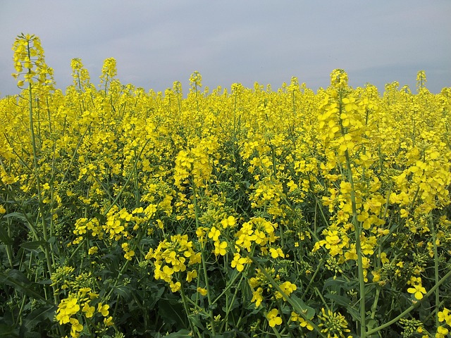 Alalla Rapeseeds Rapsi Toukokuu · Ilmainen valokuva Pixabayssa