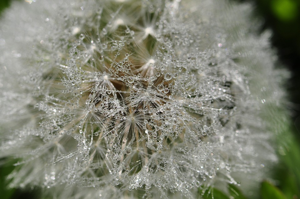 Dandelion Drops Wet - Free photo on Pixabay