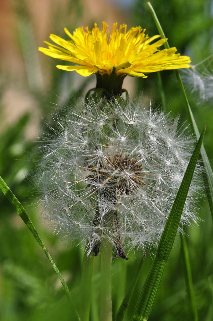 100+ kostenlose Pusteblume Weißer Hintergrund und Pusteblume-Bilder ...