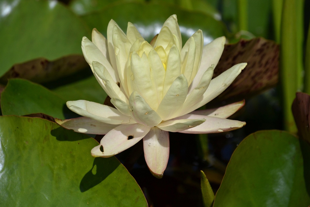 Lirio De Agua Planta Acuática Lago - Foto gratis en Pixabay - Pixabay