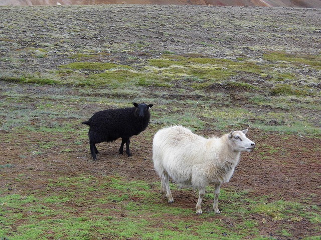 Oveja Animales Patio De La Granja - Foto gratis en Pixabay - Pixabay