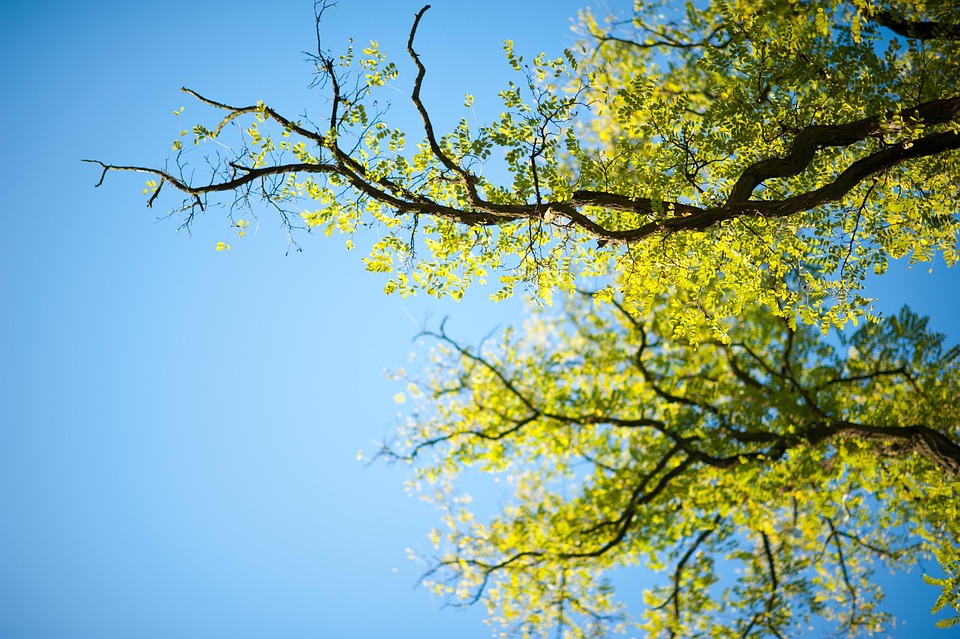 Arbre Ciel Vert - Photo gratuite sur Pixabay