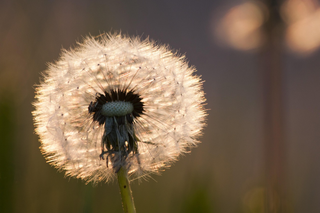 Diente De León Flor El Verano - Foto gratis en Pixabay - Pixabay