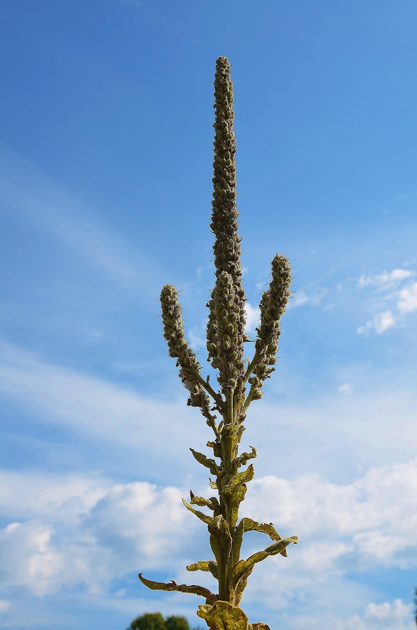 Lupine Flower Beautiful - Free photo on Pixabay