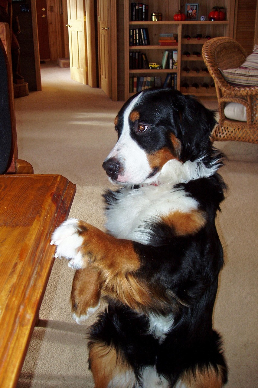 Bernese Mountain Dog Pet Canine - Free photo on Pixabay - Pixabay