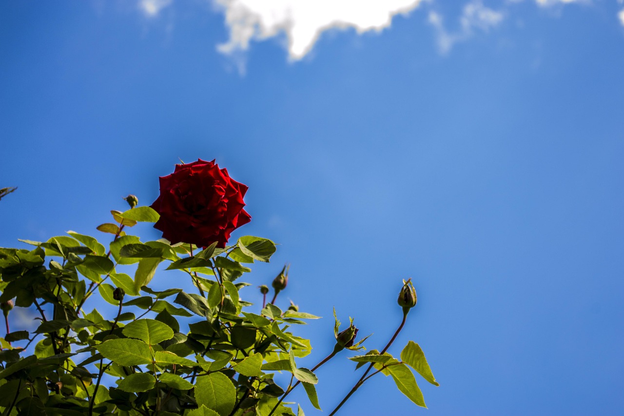 Rose Cielo Rojo - Foto gratis en Pixabay - Pixabay