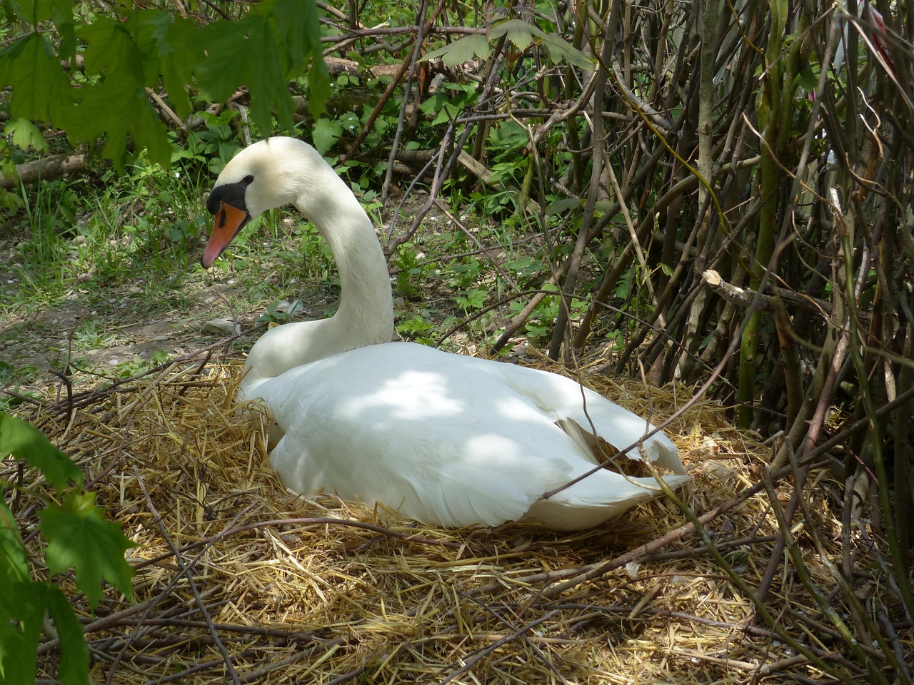 Swan Brood Nest Swan'S - Free photo on Pixabay - Pixabay