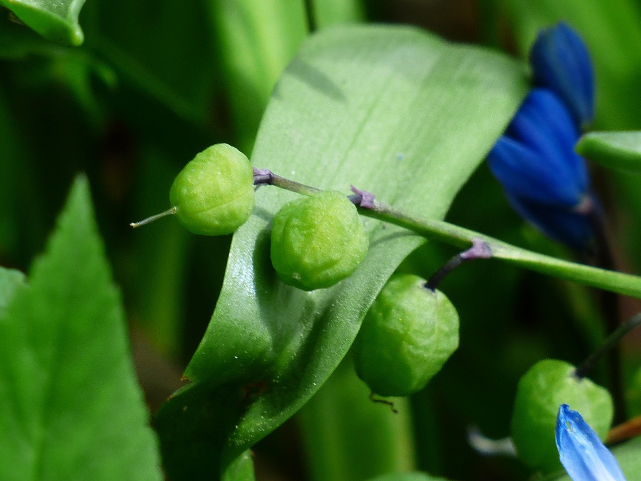 Bluebell Fruit Capsule Fruits - Free photo on Pixabay - Pixabay