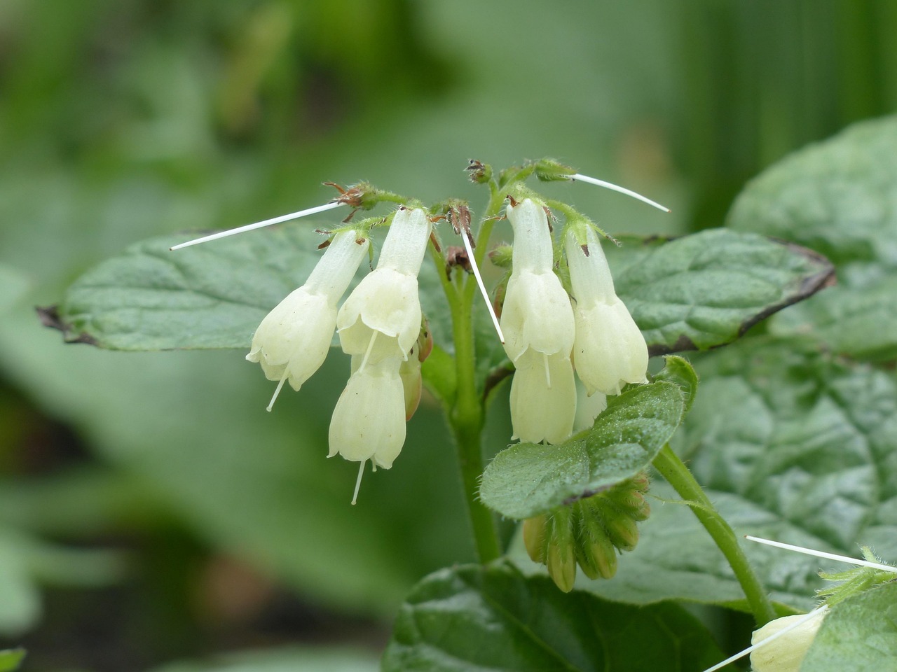 60+ Free Comfrey & Nature Images - Pixabay