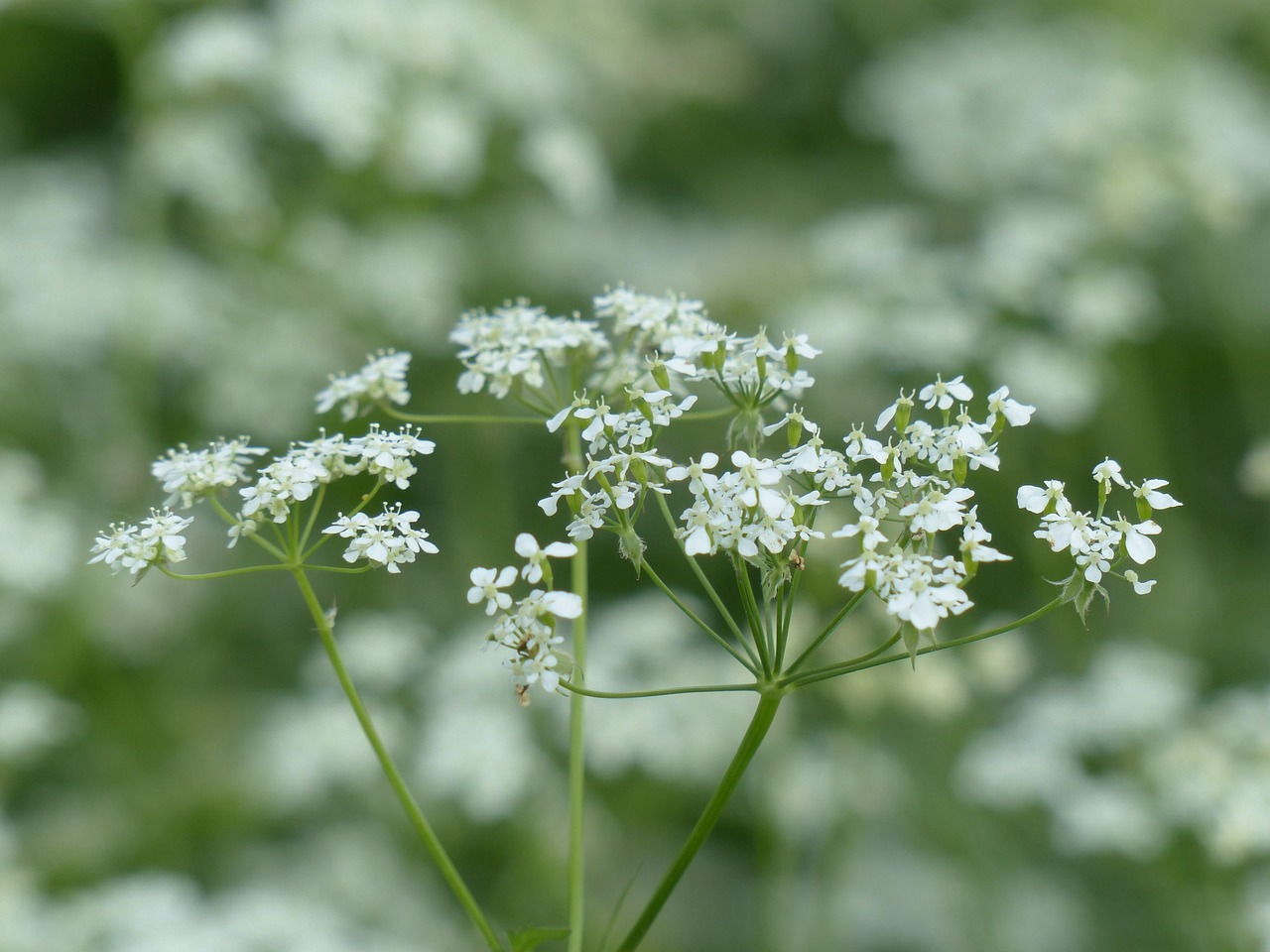 Meadow Chervil Blossom Bloom - Free photo on Pixabay
