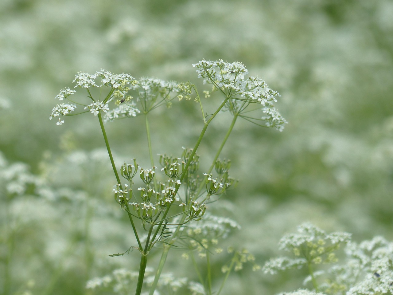 Cerefólio Do Prado Flor Branco - Foto gratuita no Pixabay - Pixabay