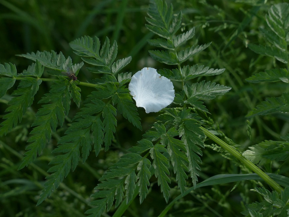 Petal Apple Blossom White - Free photo on Pixabay - Pixabay