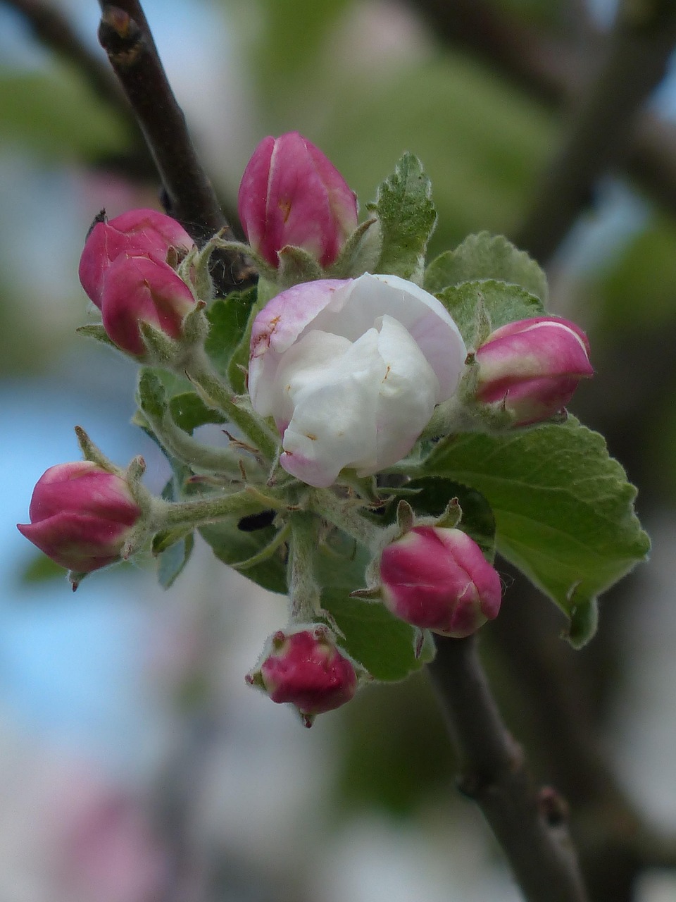 Flor De Manzana Árbol - Foto gratis en Pixabay - Pixabay