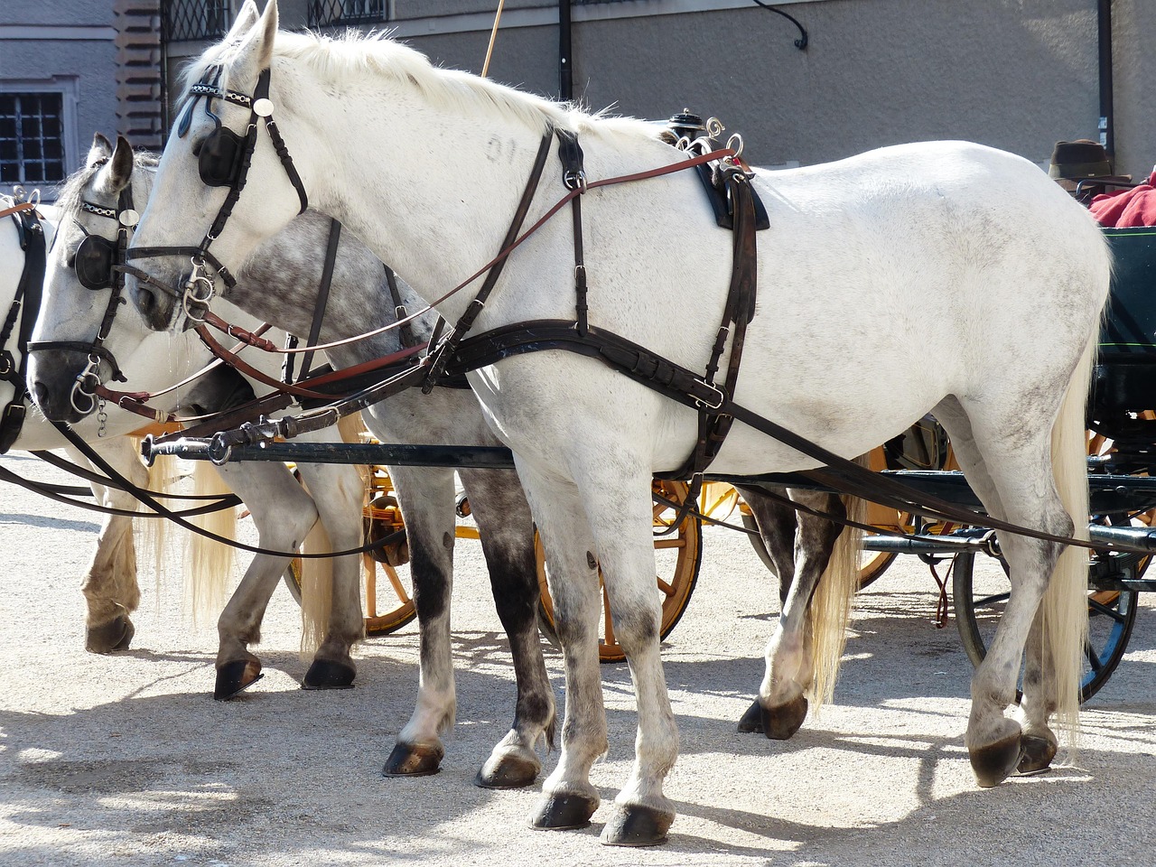 200+ Free Horse Drawn Carriage & Carriage Images - Pixabay