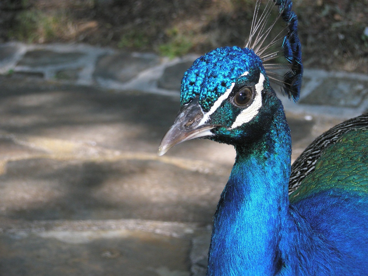 Turkey Peacock Birds - Free photo on Pixabay
