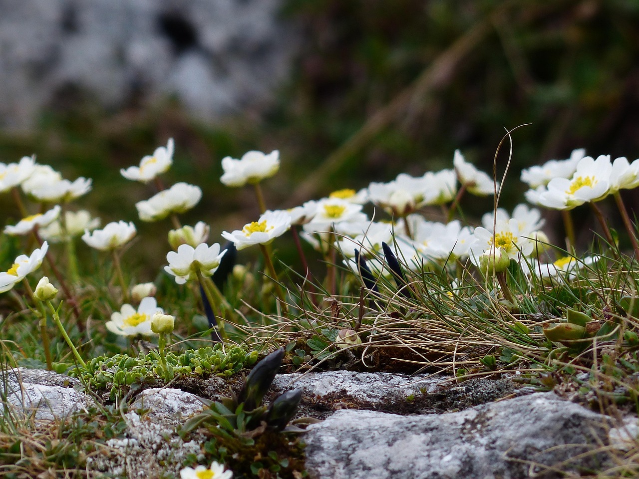 Alpine Buttercup Blossom Bloom - Free photo on Pixabay - Pixabay