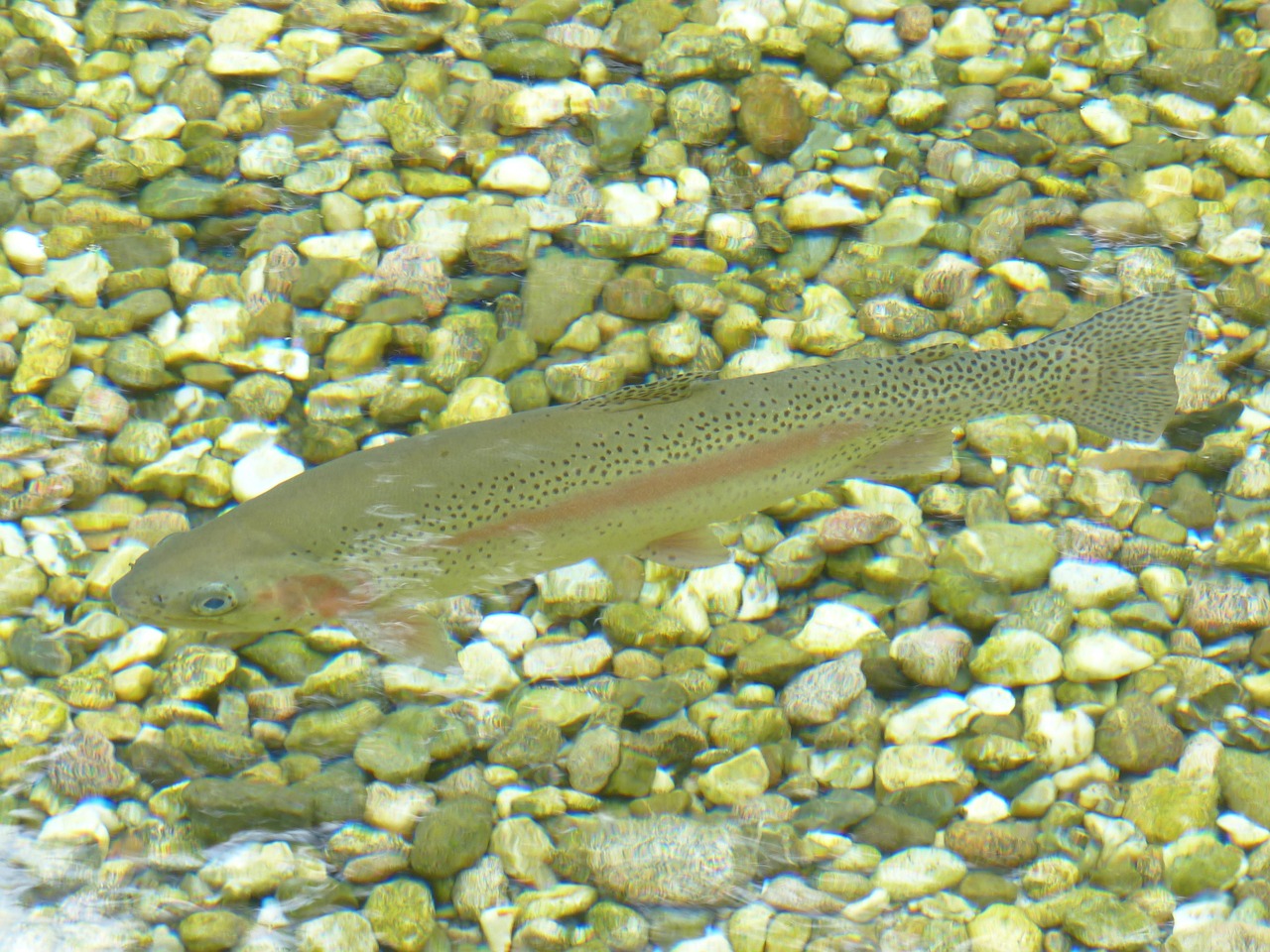 Plus de 10 000 images de Poissons Truite et de Truite - Pixabay
