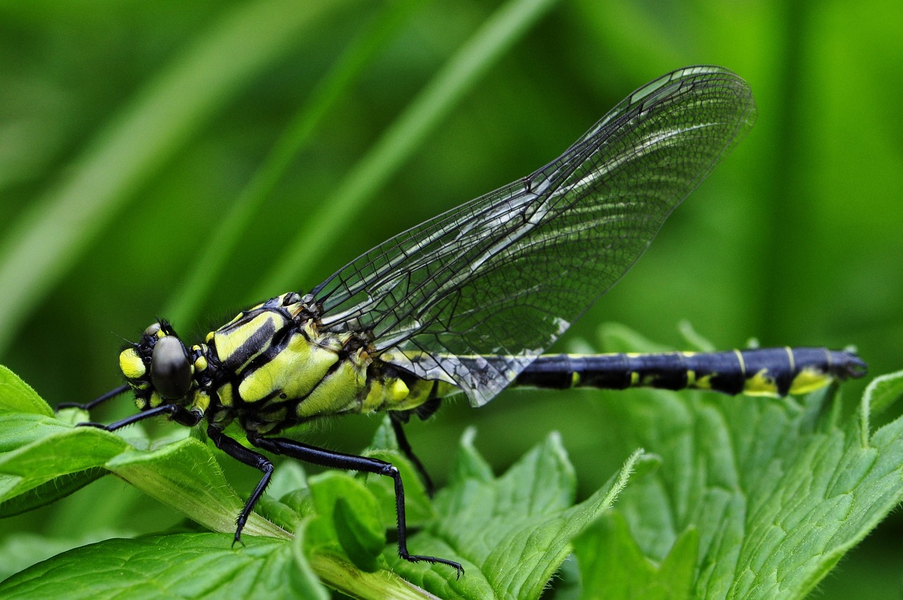 Libélula Macro Insecto - Foto gratis en Pixabay - Pixabay