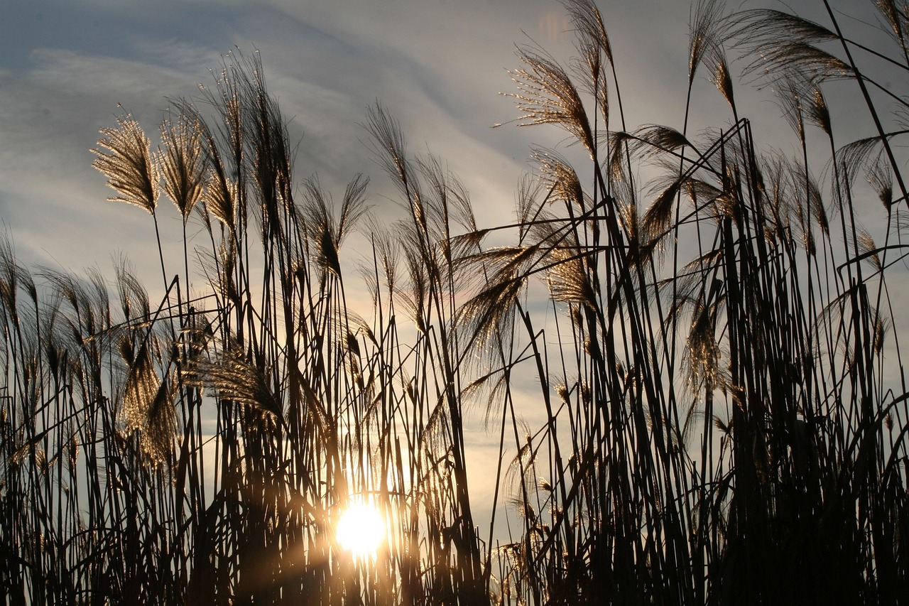 Sun Natureza Gramíneas Grama De · Foto Gratuita No Pixabay