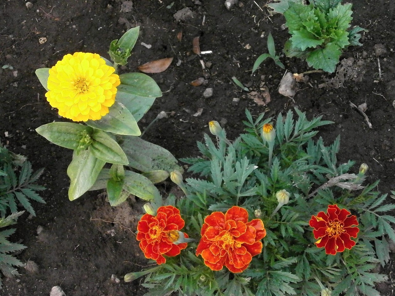 Ringelblume Zinnie Zinnia Elegans - Kostenloses Foto auf Pixabay - Pixabay