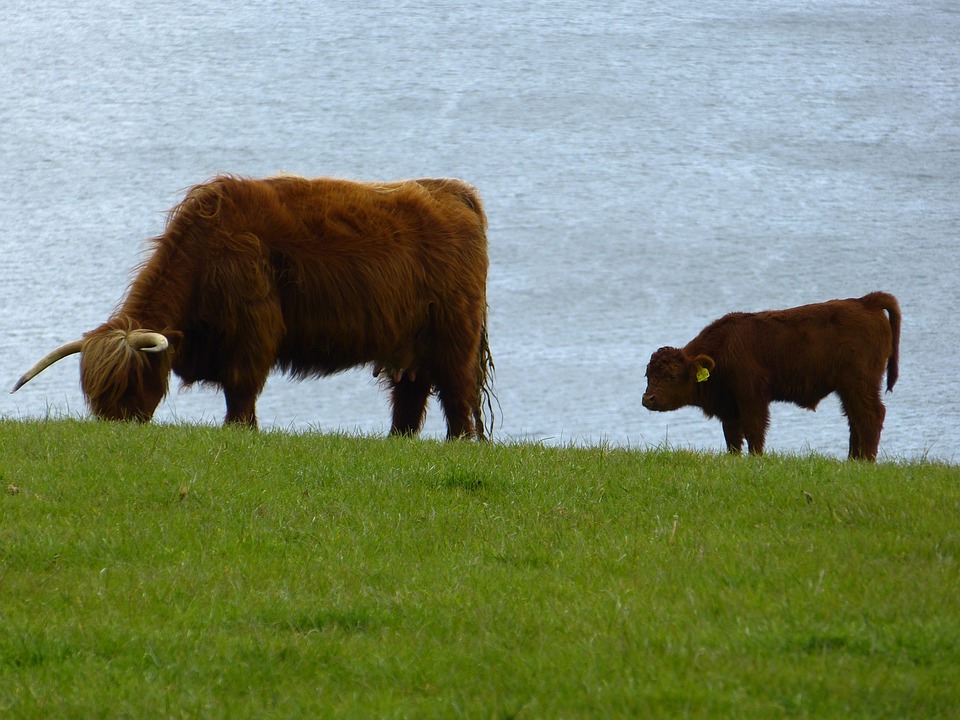 Beef Scottish Highland Cow - Free photo on Pixabay - Pixabay