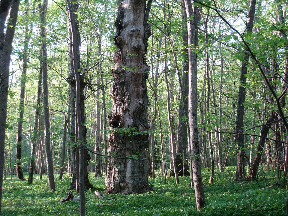 Alte Baum Laubwald - Kostenloses Foto auf Pixabay - Pixabay