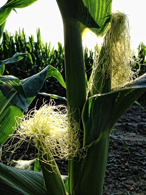 Maíz Elote Mazorca De Maiz - Foto gratis en Pixabay