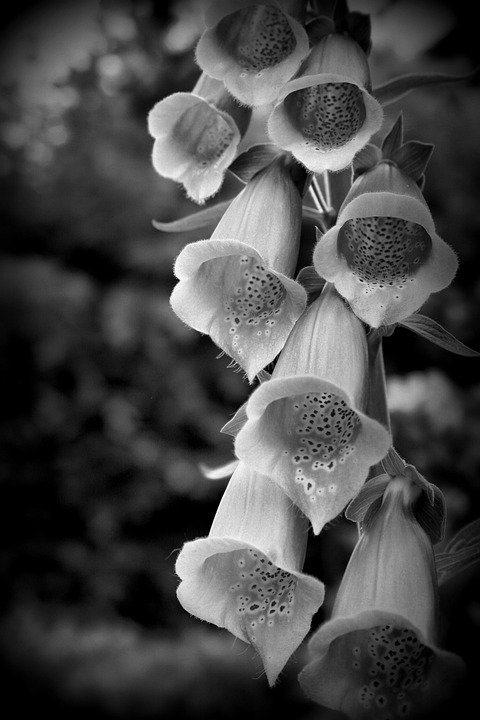 Thimble Flora Bell - Free photo on Pixabay - Pixabay