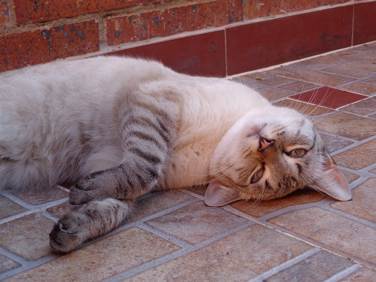 Sweet Little Cat - Free photo on Pixabay - Pixabay