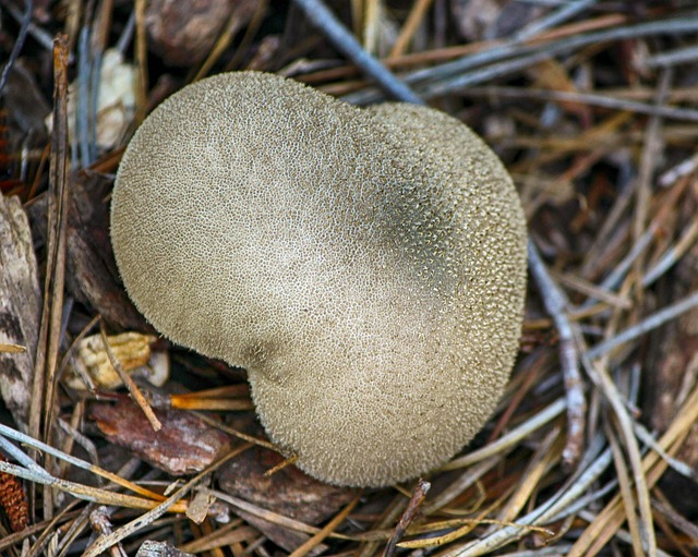 Puffball Mushroom Basidiomycota - Free photo on Pixabay - Pixabay