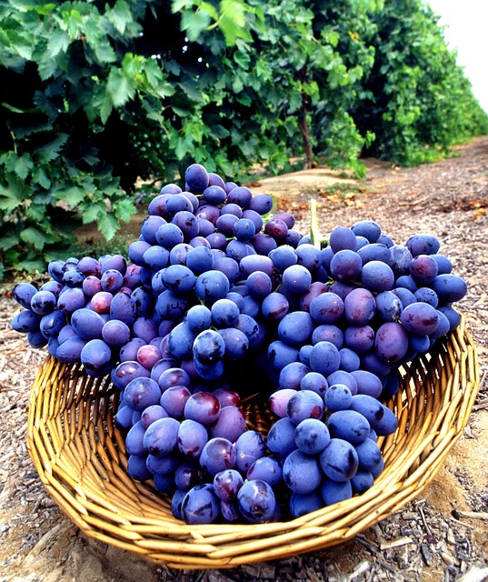 Seedless Grapes Fruit Food - Free photo on Pixabay