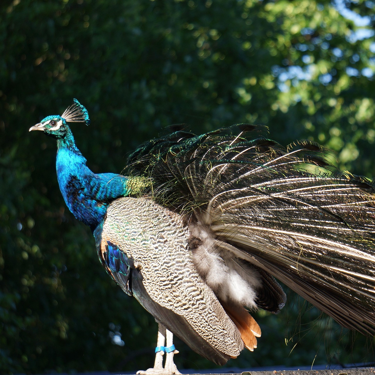 Pavo Cristatus Real Hace - Foto gratis en Pixabay