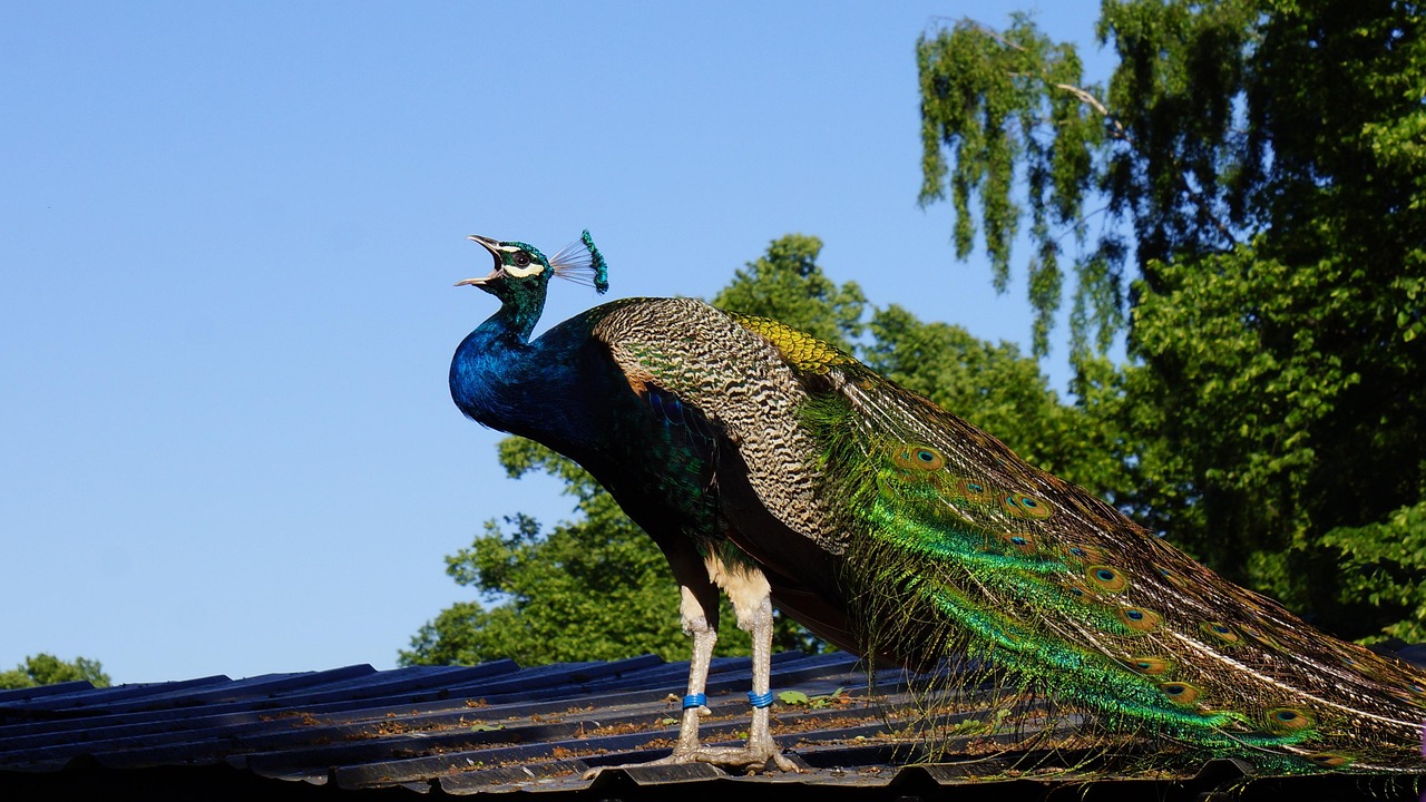 Pavo Cristatus Peacock Male Beak Free Photo On Pixabay