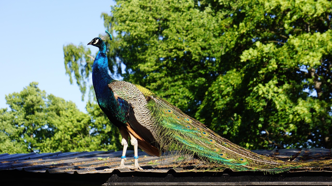 Mais de 200 imagens grátis de Pavo Cristatus e Natureza - Pixabay