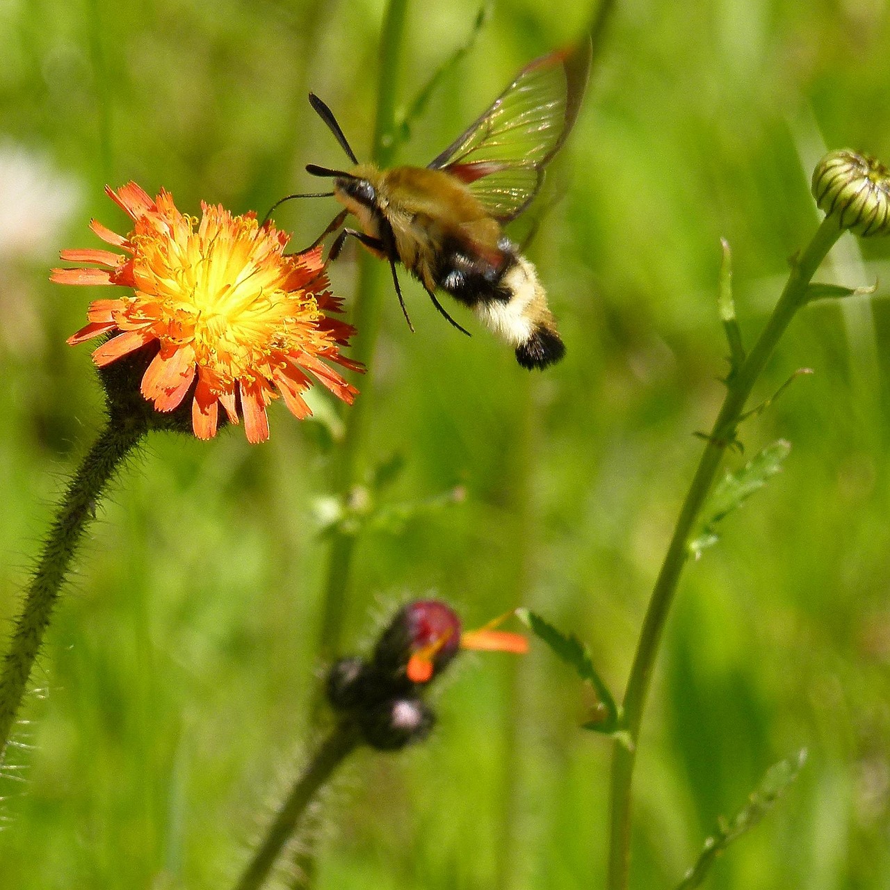 Polilla Colibrí Flor Silvestre - Foto gratis en Pixabay