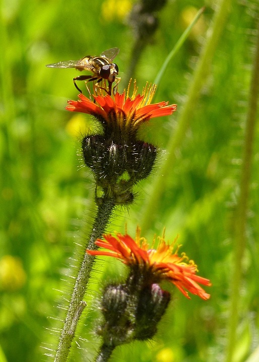 Wilde Blume Pflanze Wiese · Kostenloses Foto auf Pixabay