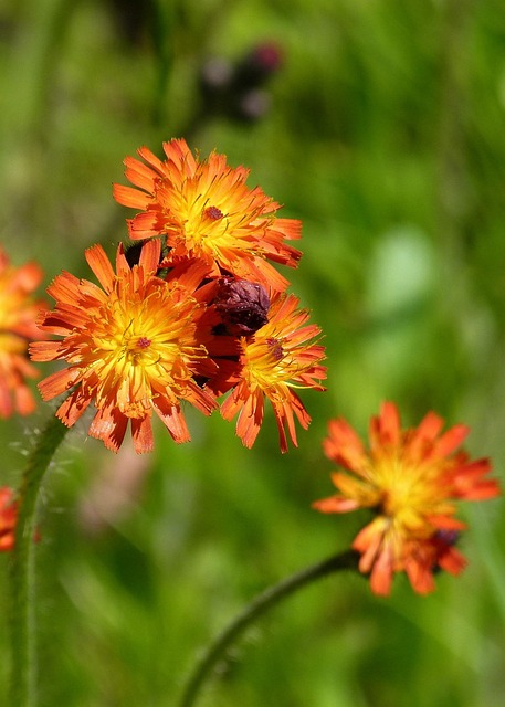 Wild Flower Plant Meadow - Free photo on Pixabay