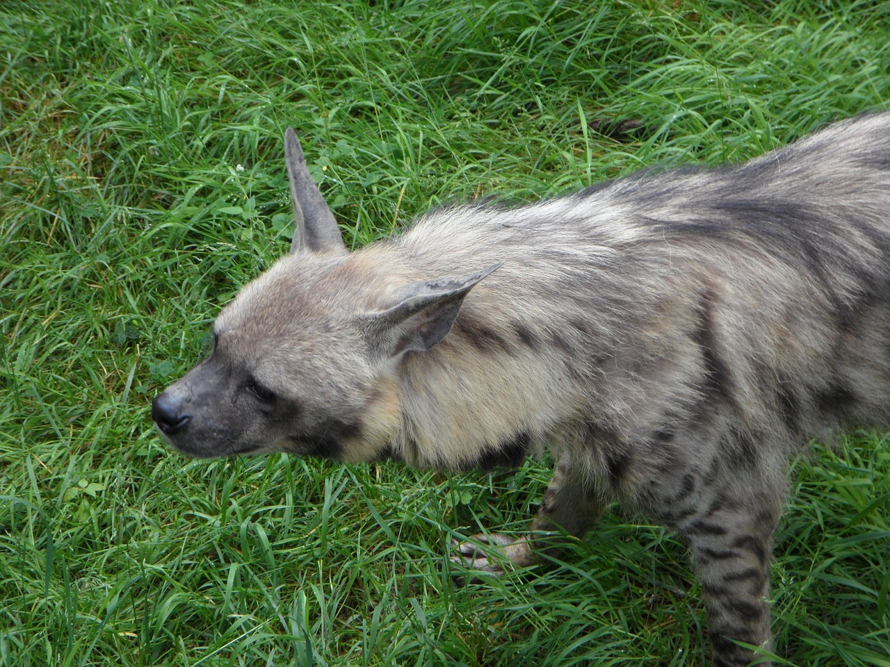 Hyena Zoo Animal - Free photo on Pixabay