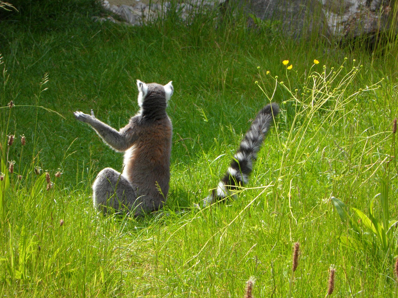Ring Tailed Lemur Prosimia Katta - Foto gratis di Pixabay - Pixabay