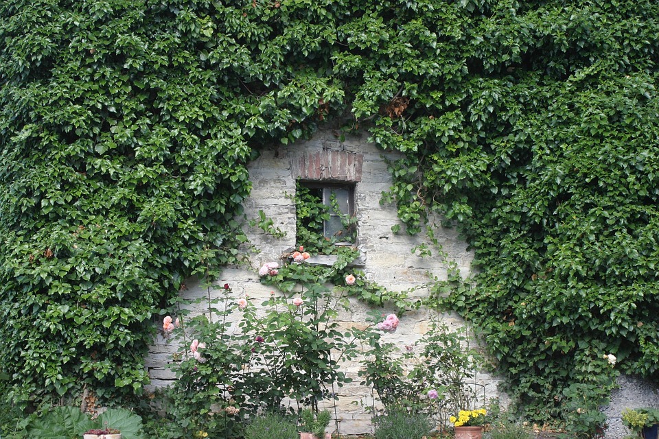 Ivy Common Climber Plant - Free photo on Pixabay