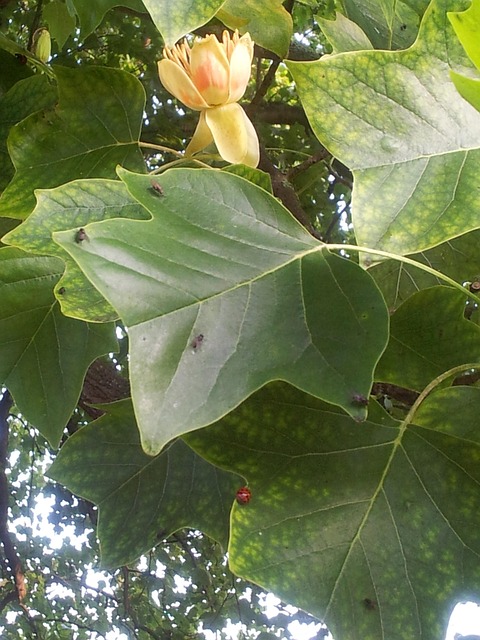 Tulip Tree Flower Big - Free photo on Pixabay - Pixabay