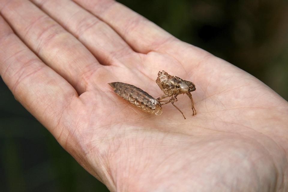 Hand Insect Covering - Free photo on Pixabay - Pixabay