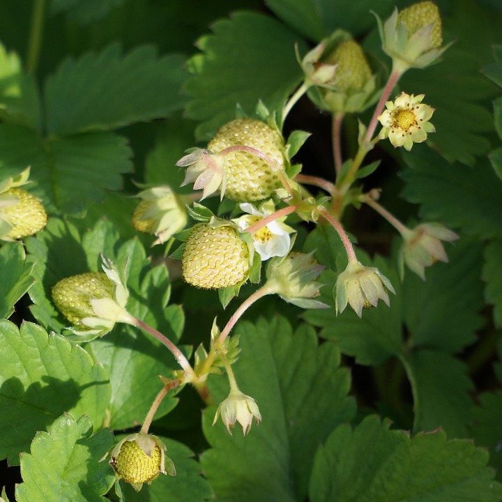 Strawberry Raw Green - Free photo on Pixabay