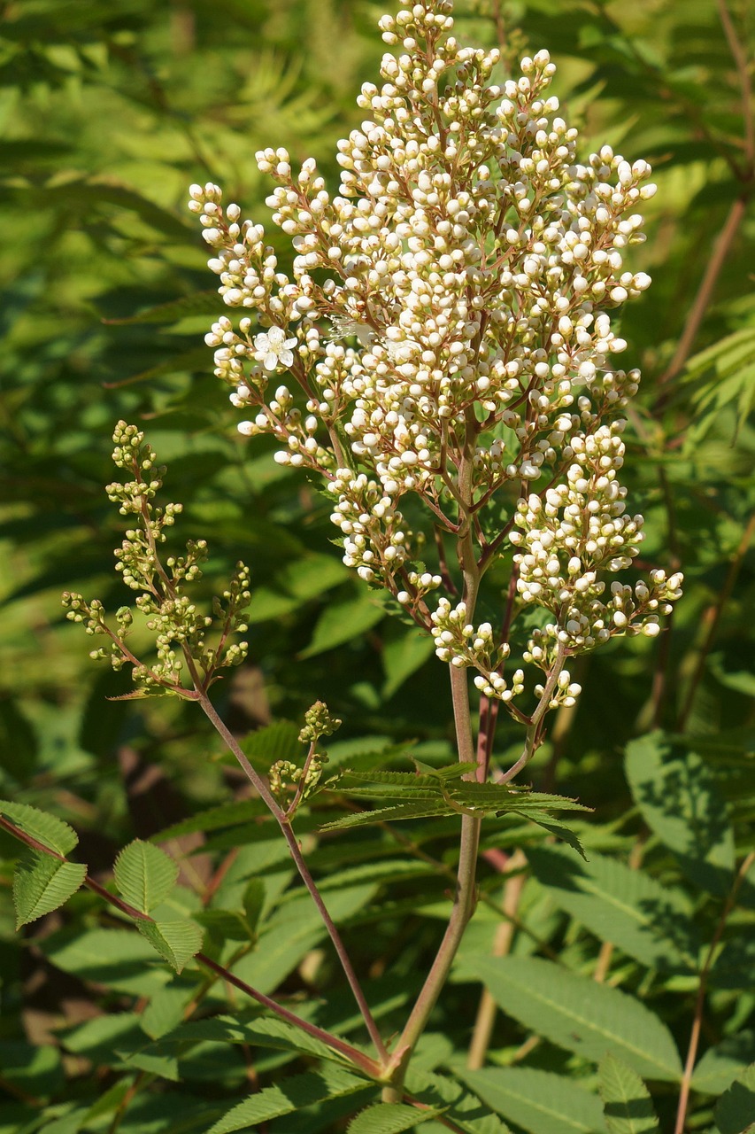 Rowan-Angervo Sorbaria Sorbifolia - Free photo on Pixabay
