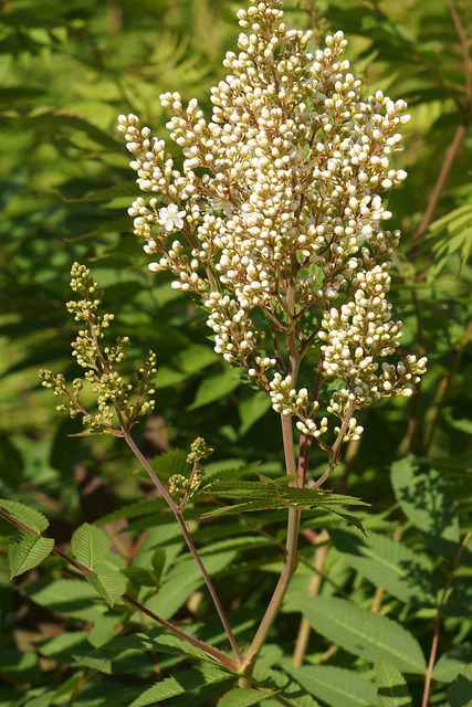 Rowan-Angervo Sorbaria Sorbifolia - Free photo on Pixabay