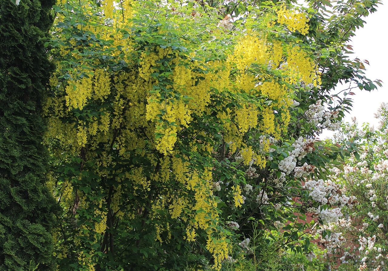 100+ Free Laburnum & Nature Images - Pixabay