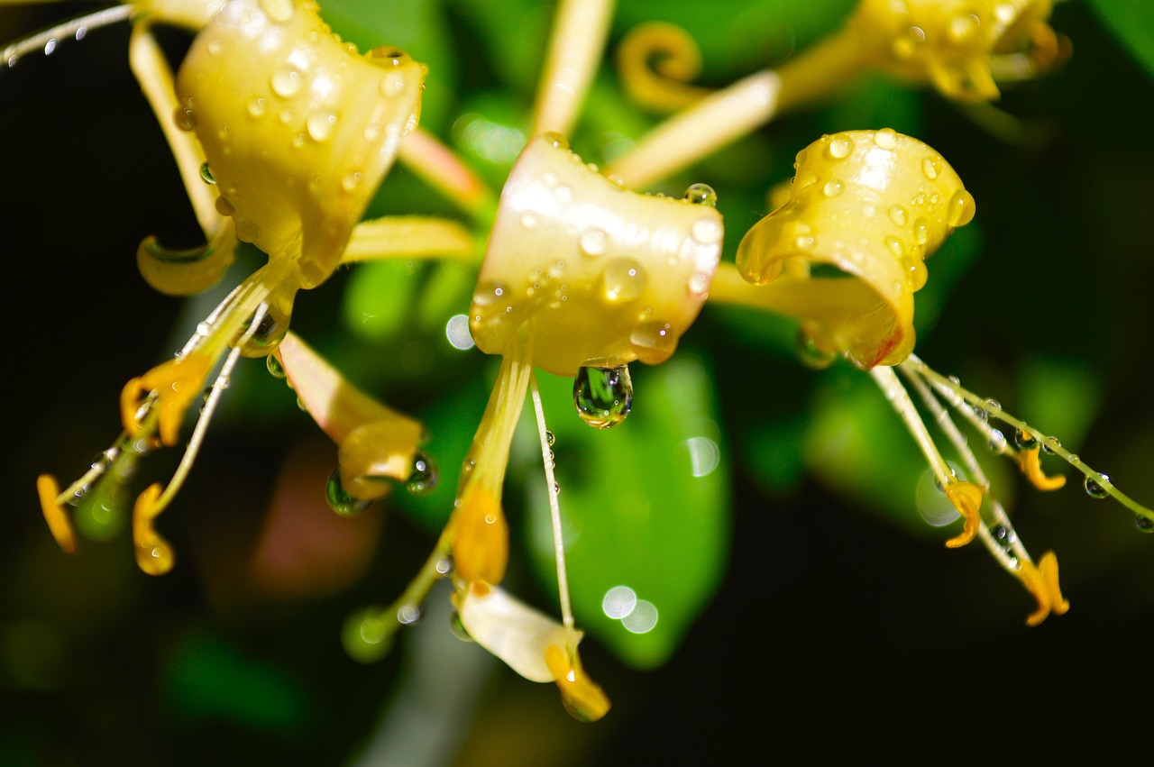 Honeysuckle Flower Yellow - Free photo on Pixabay - Pixabay