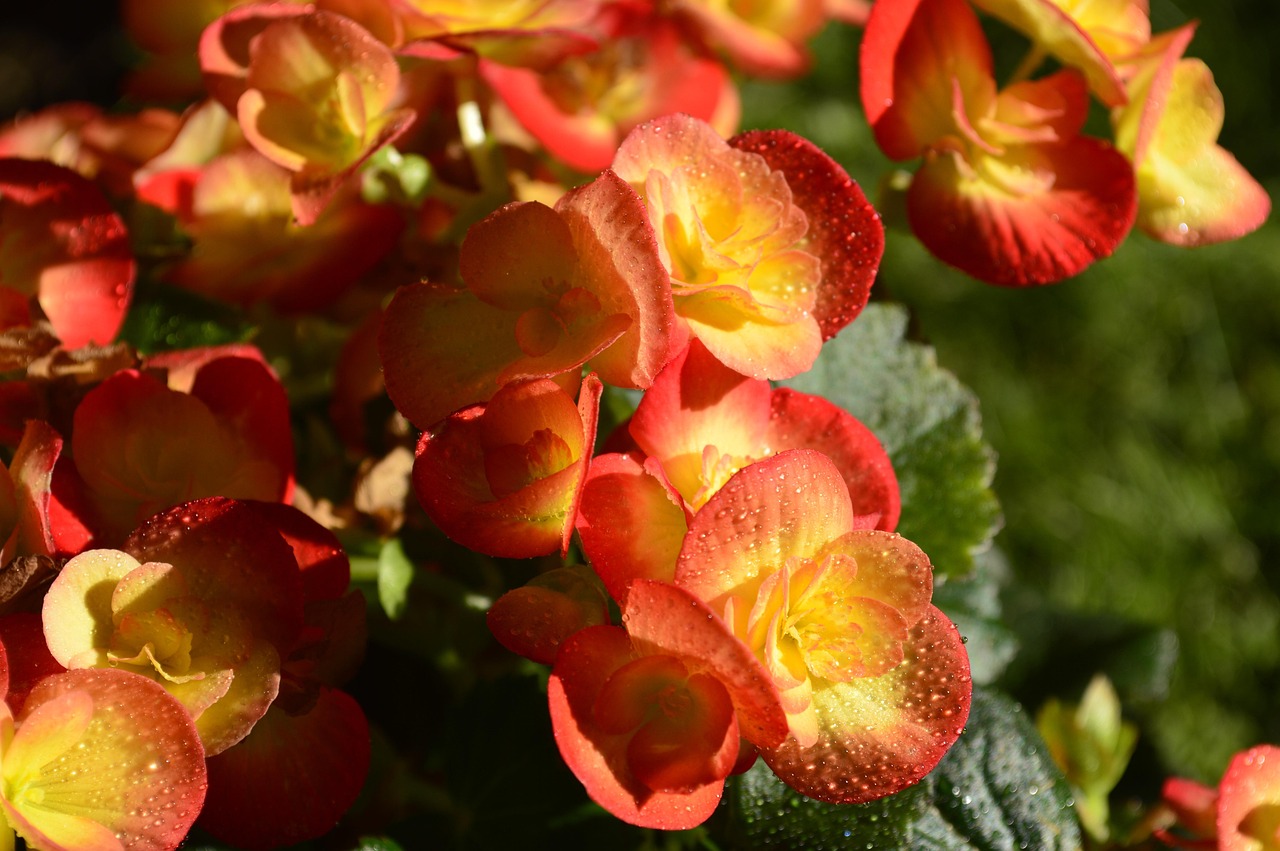 Begonie Blume Rot - Kostenloses Foto auf Pixabay - Pixabay