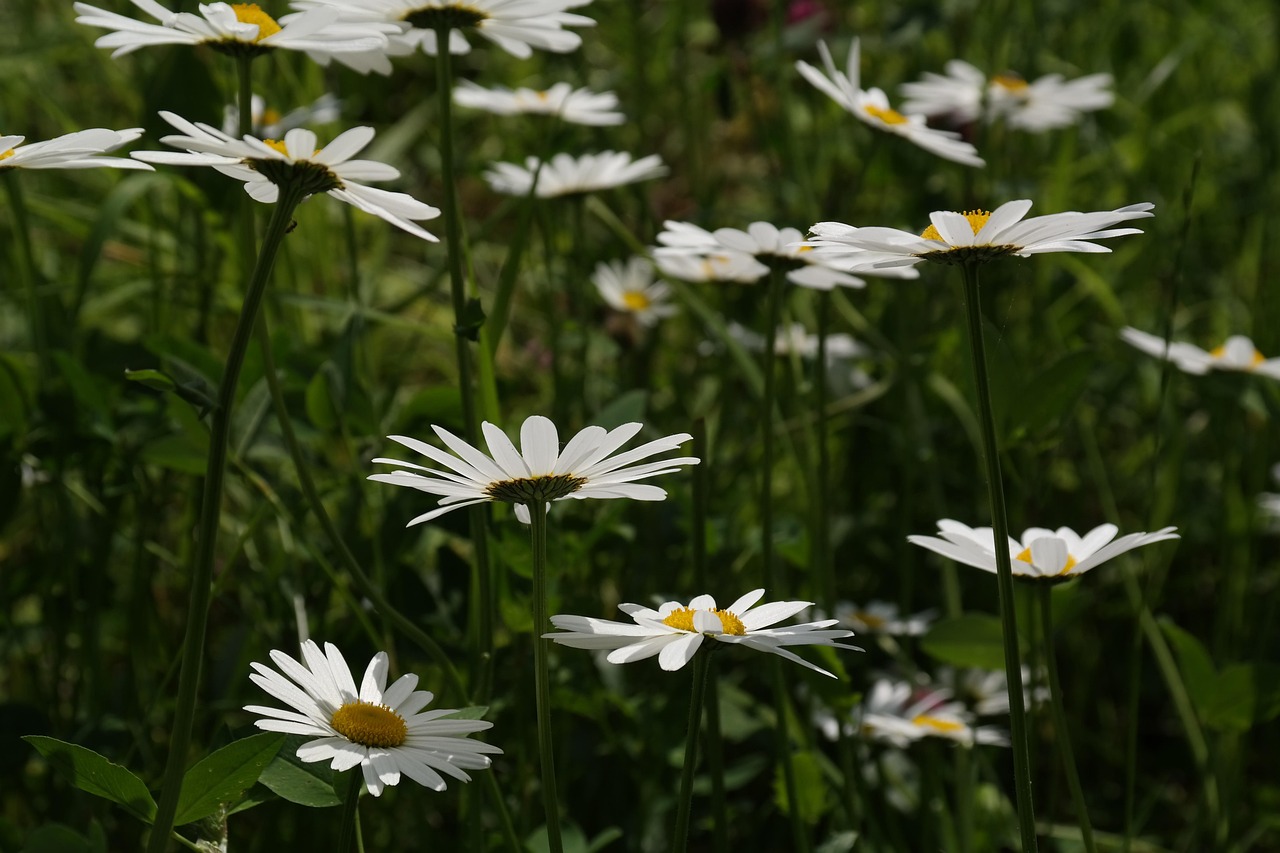 Bunga Aster Marguerite Padang - Foto gratis di Pixabay - Pixabay