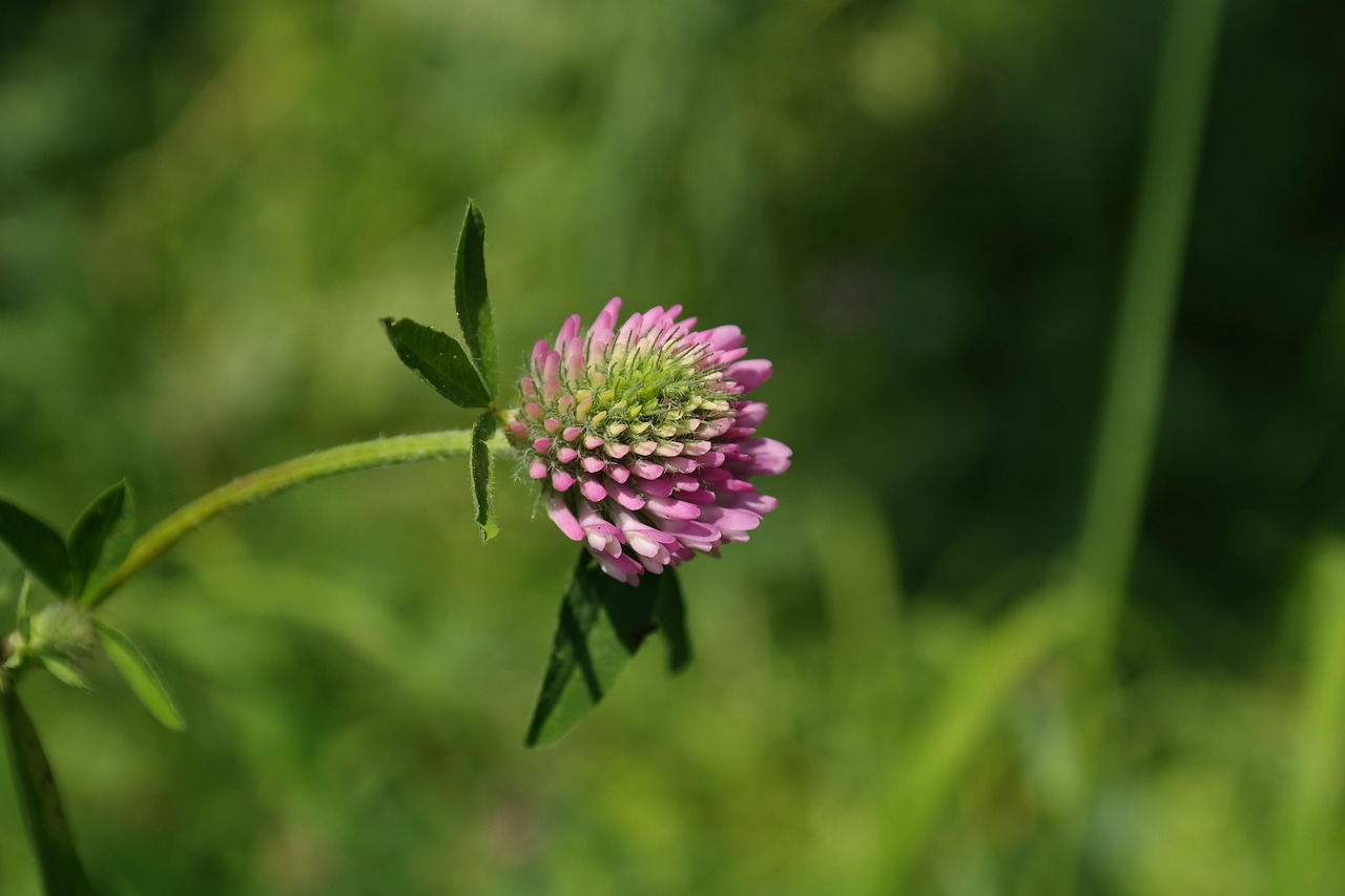 Koniczyna Łąkowa Czerwona - Darmowe zdjęcie na Pixabay - Pixabay